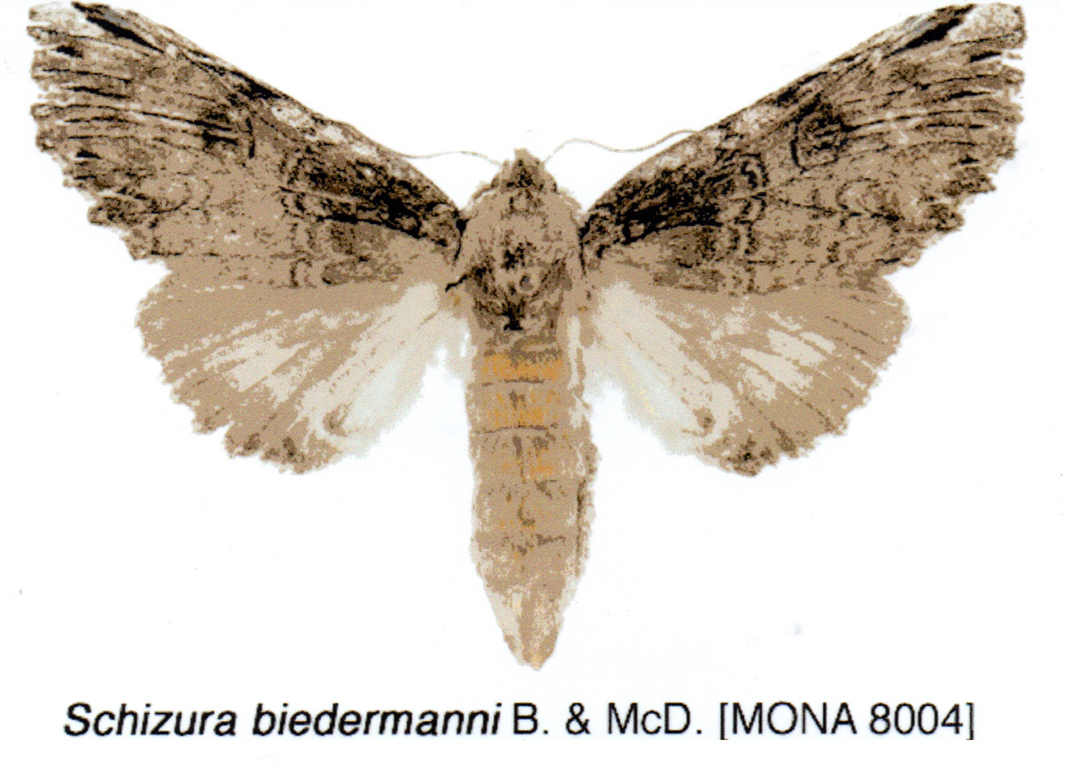 Charles Robert Biederman | Friends of the Huachuca Mountains